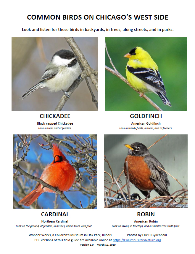 Common Birds poster – Columbus Park Field Guides